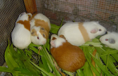 COMUNICA - T: LOS CUYES O CONEJILLOS DE INDIAS Y LA OSTEOPOROSIS