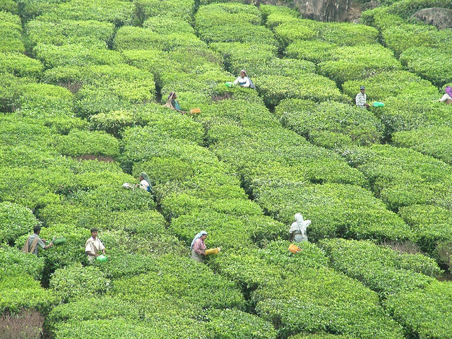 5 Beautiful Photos of Munnar Tea Plantations