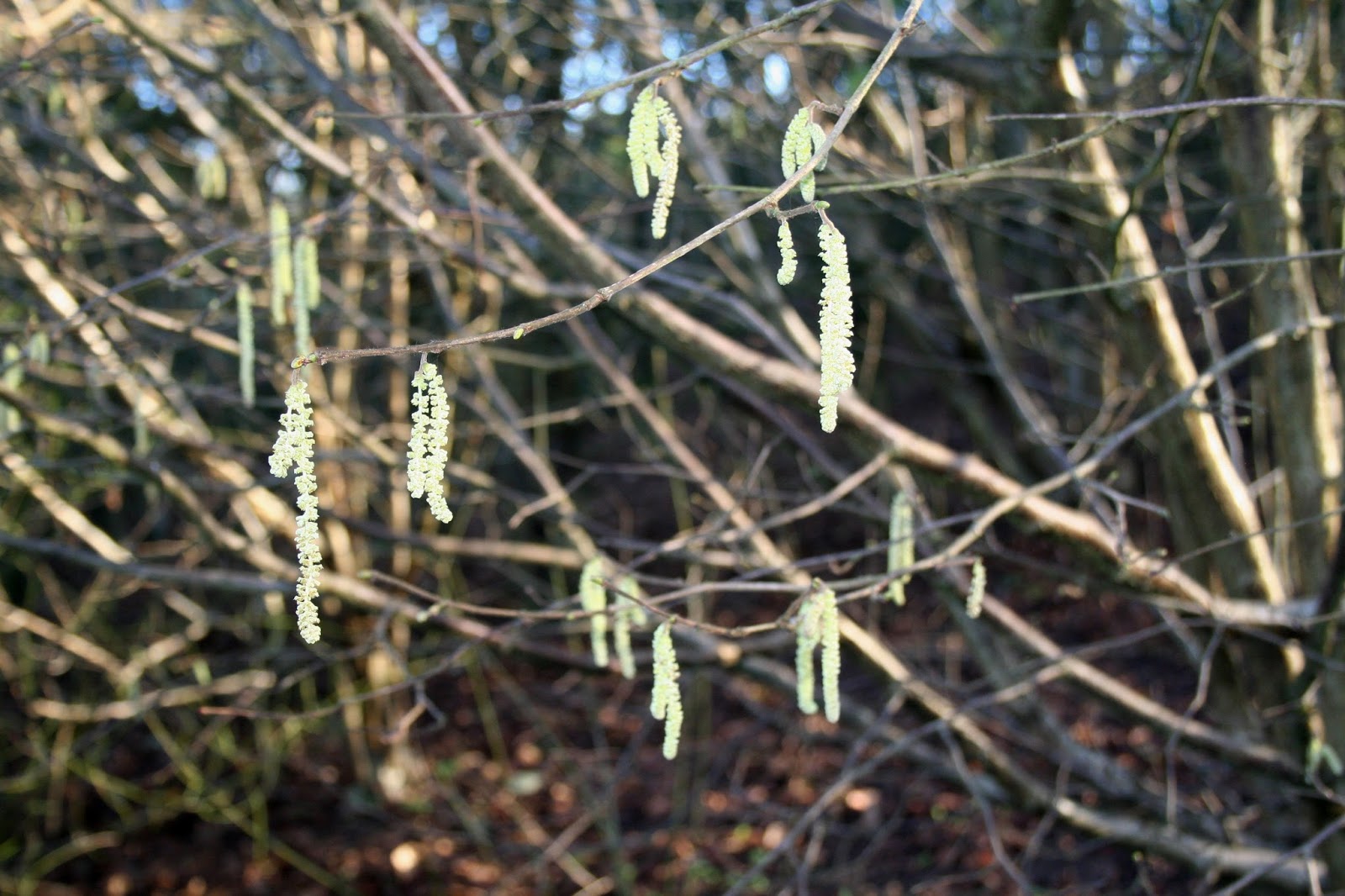 Filnore Woods Blog: Tree ID 1: Catkins on hazel and alder
