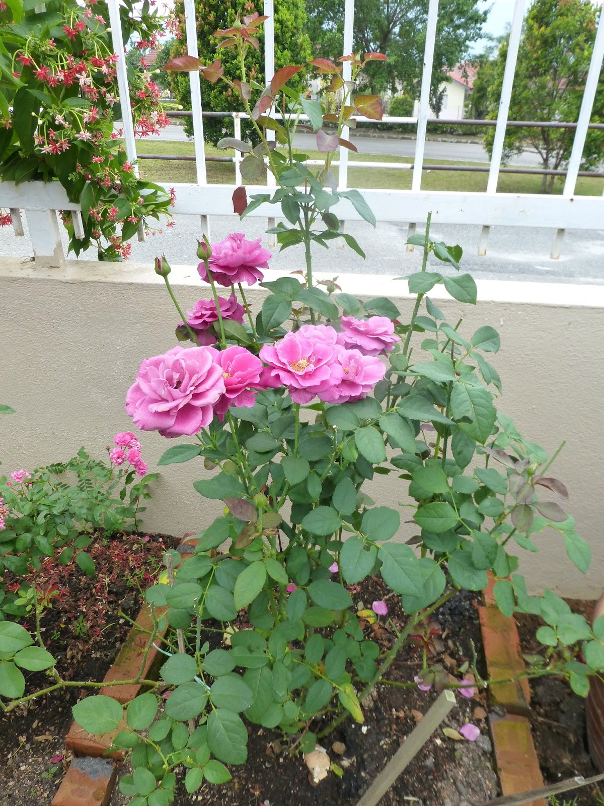 Ros..mawar..rose..rosa..