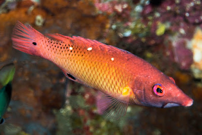 IKAN LAUT ASLI INDONESIA: Keling