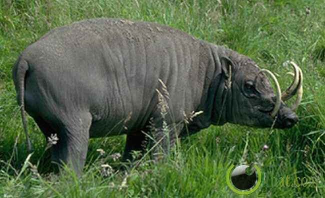 Ashera Blog: hewan langka