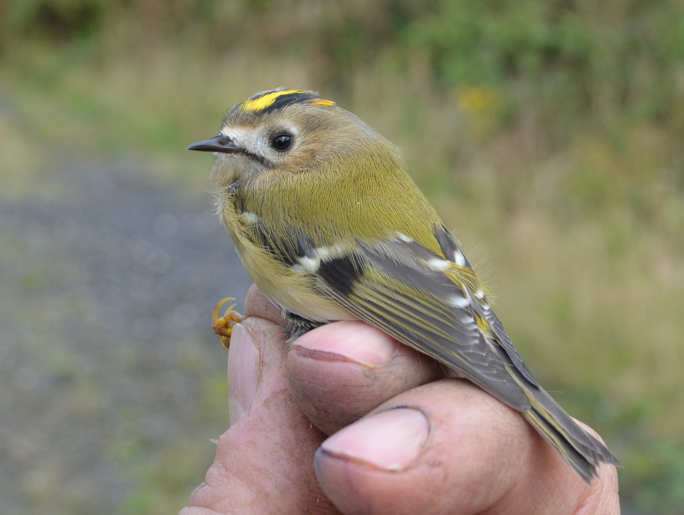 Two in a bush: Goldcrests on a high.