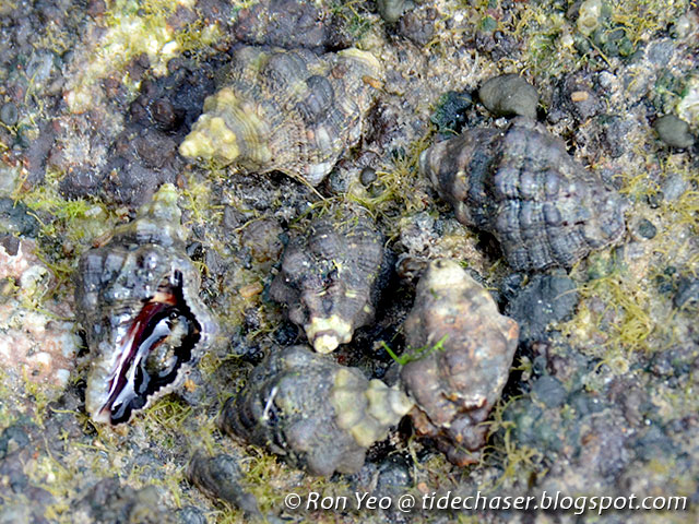 tHE tiDE cHAsER: Murexes, Rock Shells & Drills (Phylum Mollusca: Family ...