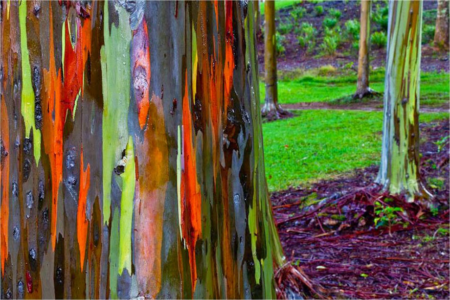 17 Of The Most Majestic Trees In The World - STATIONGOSSIP