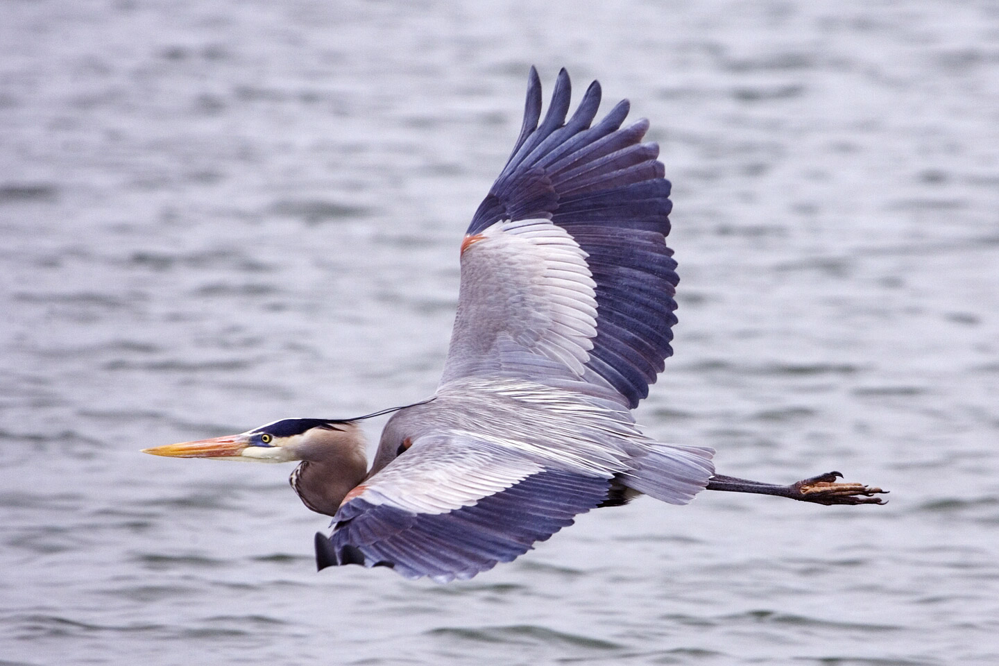 Heron | The Biggest Animals Kingdom