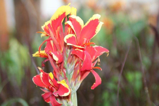 .: flowers from Uganda