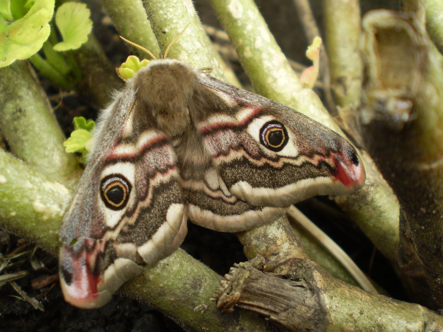 Islay Natural History Trust: Emperor Moth Caterpillars