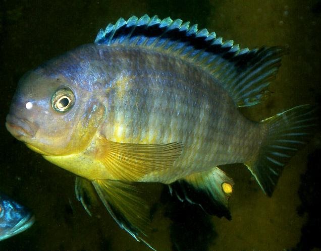 Alma d'Água: Peixes / Perciformes / Cichlidae / Ciclideos Africanos ...