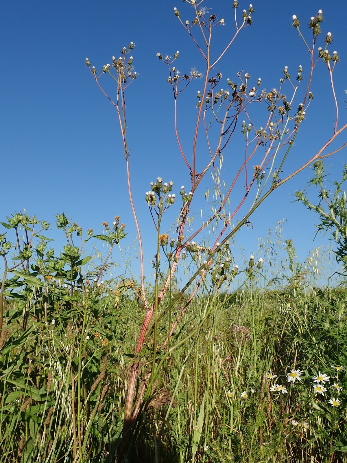 Violets and others: Hawksbeards ( Crepis capillaris, Crepis vesicaria ...