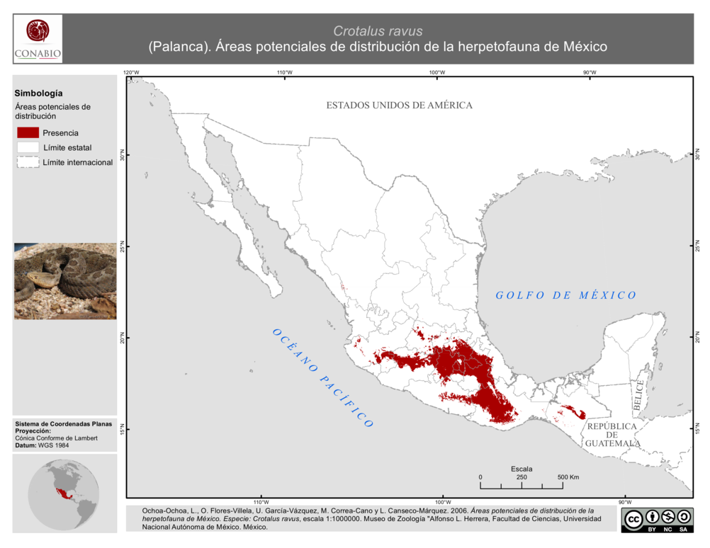 Serpiente de cascabel (Crotalus ravus): Serpiente de cascabel (Crotalus ...