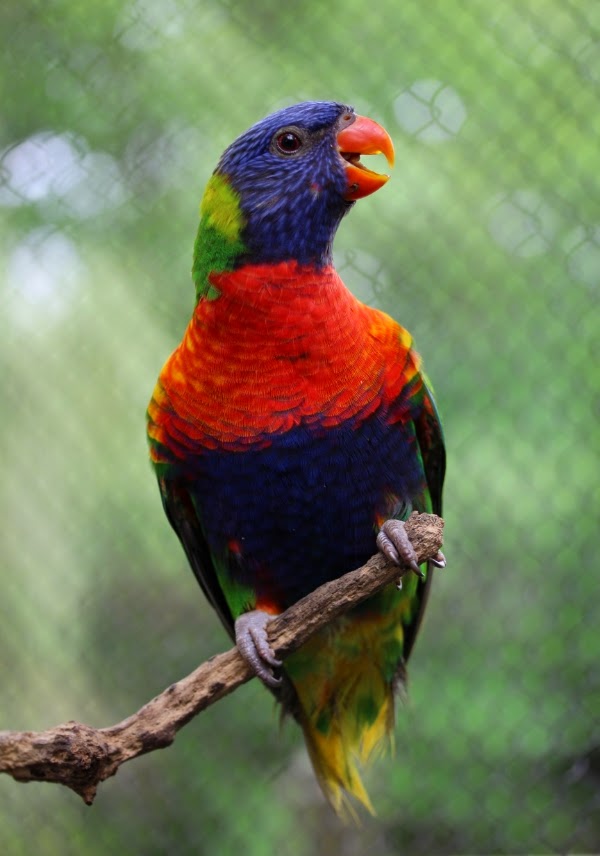 ChatterBlossom: Wordless Wednesday – Parrot Paradise