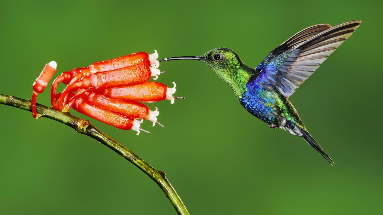 A MAGYAROK TUDÁSA: A KOLIBRIFÉLÉK