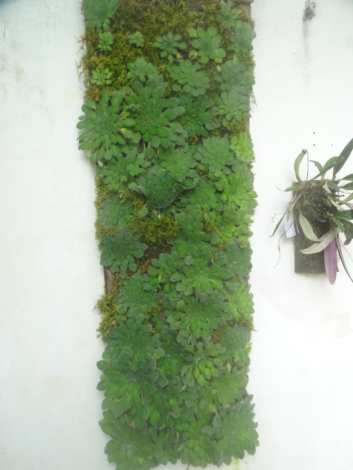 Prairiebreak: Kunming Botanical Garden and Institute.