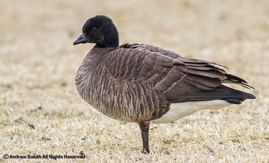 Birding Dude: Hybrid "Presumably" Brant X Cackling Goose in New York ...