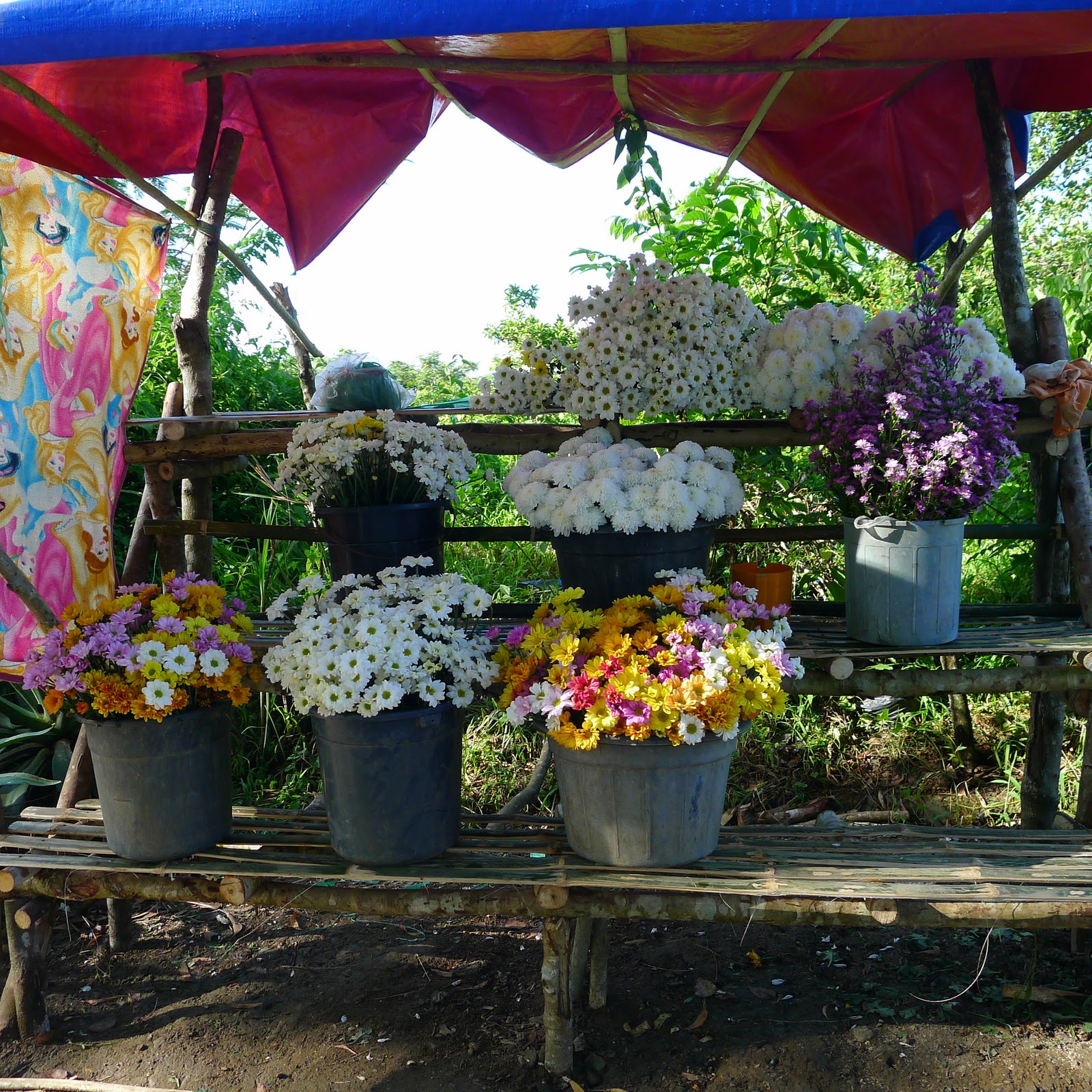 adventures in sustainability: The Flower Growers of Busay, Cebu