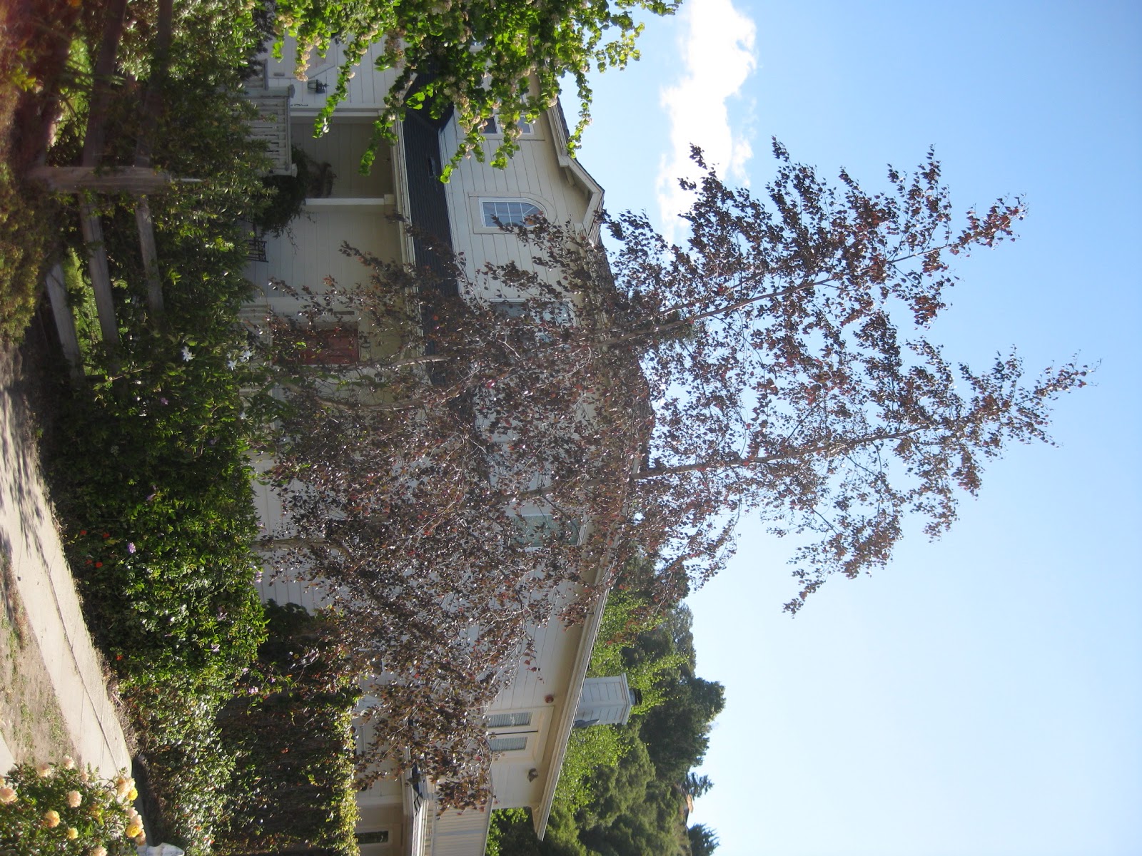 Trees of Santa Cruz County: Betula pendula 'Purpurea' - Purple Birch
