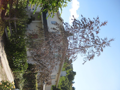 Trees of Santa Cruz County: Betula pendula 'Purpurea' - Purple Birch