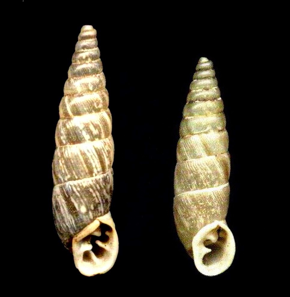 Moluscos terrestres de Argentina: Spixia maculosa (Doering, 1875)