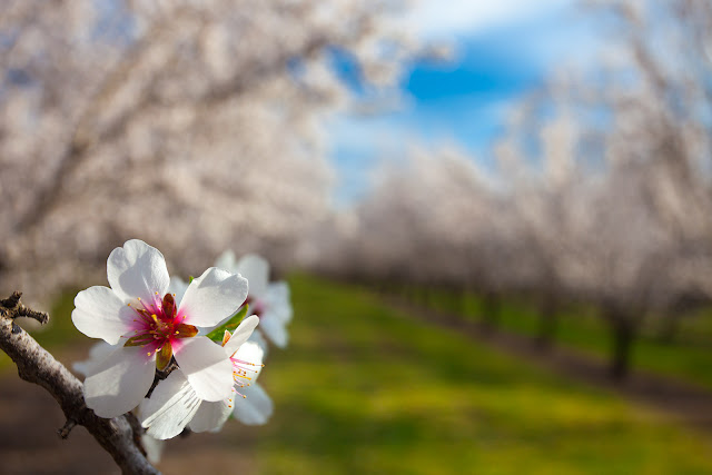 Anthony Dunn Photography: Almond Bloom in Full Bloom