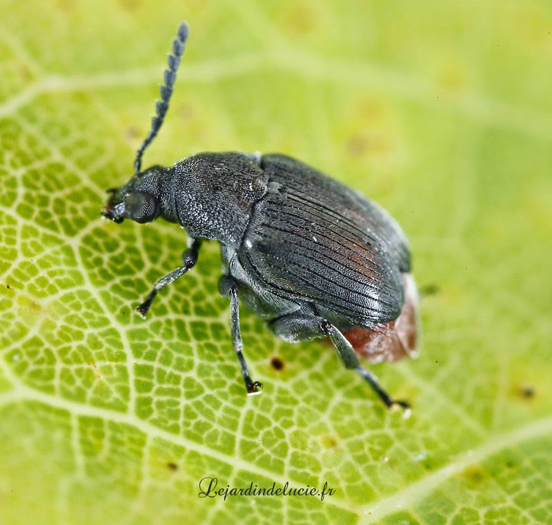 Bruchidius siliquastri, la bruche de l’Arbre de Judée