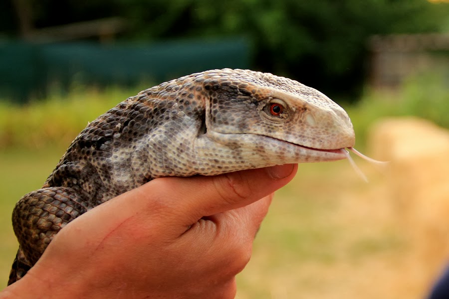 ANIMAL: El Varano de la Sabana