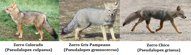 Difusion Animalia: Pantallazo: Los Zorros de Argentina