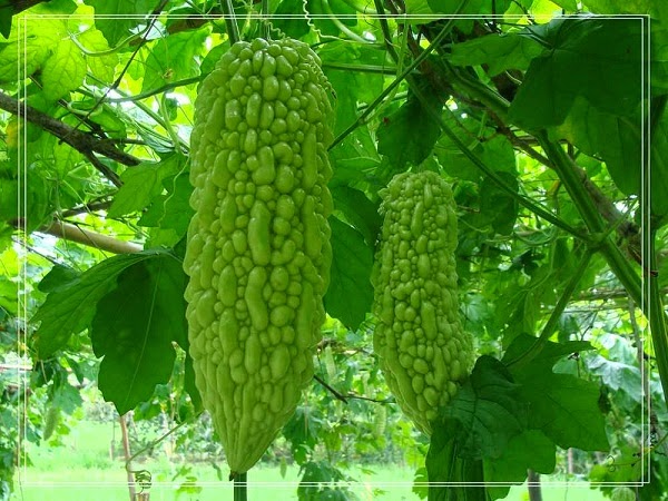 Cara Menanam Paria Yang Baik dan Benar - Referensi Tani dan Kebun