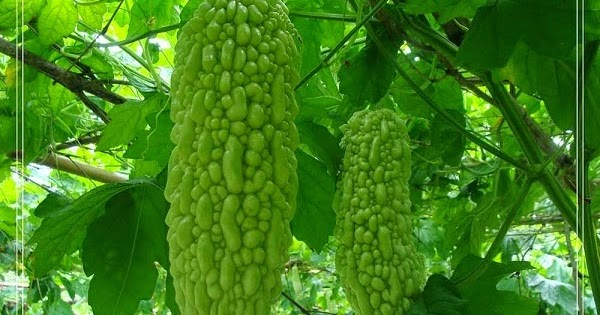 Cara Menanam Paria Yang Baik dan Benar - Tips Sukses Berkebun