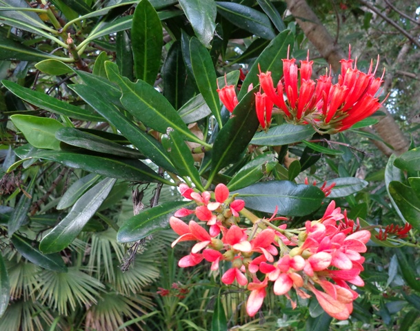 Natal Flame Bush lights up the Melbourne summer