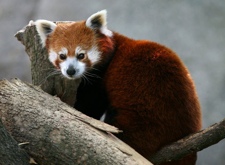 Animal You: Red Panda