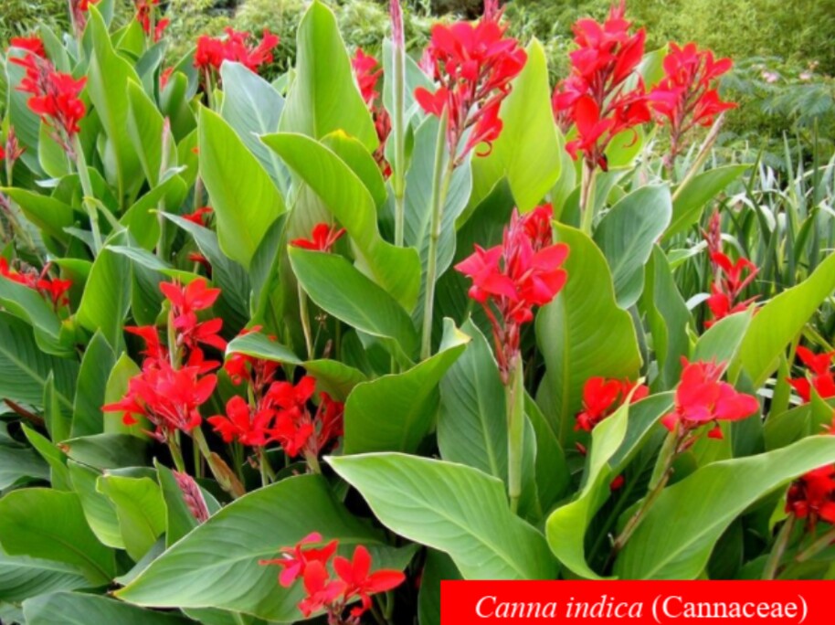 Simetría floral - Botánica integra