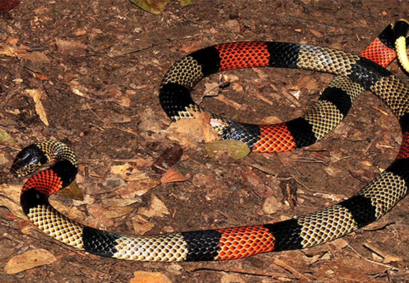 Species New to Science: [Herpetology • 2019] Taxonomy of the Micrurus ...