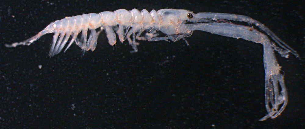 Real Monstrosities: Tanaid