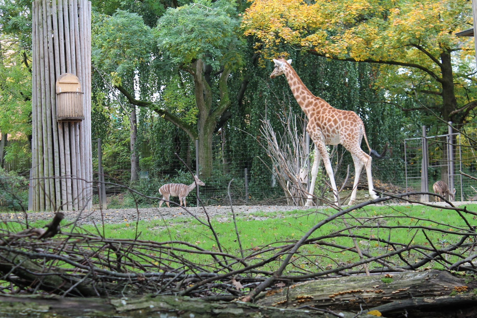 Wandering Circus: Basel Zoo, call to the wild!