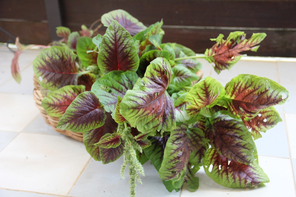 On The Green Side Of Life: Self-volunteer Red Leaf Amaranth (Bayam Merah)