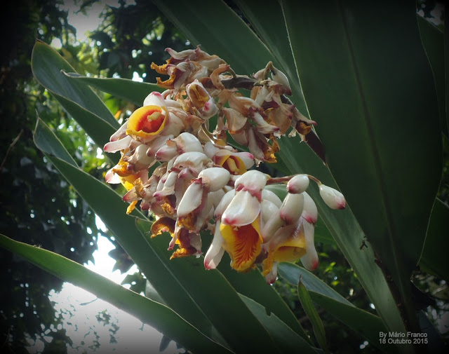 Meu Cantinho Verde: GENGIBRE-CONCHA, ALPÍNEA - ( Alpinia zerumbet )