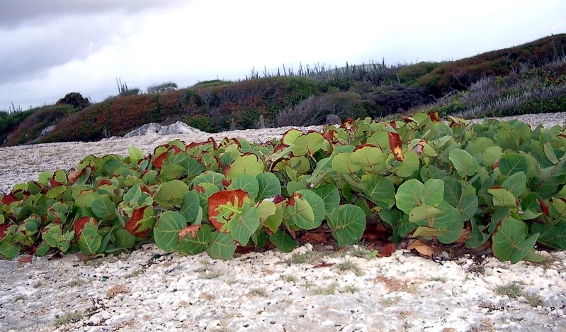 Hiking Curaçao - Flora and Fauna: Curaçao Nature
