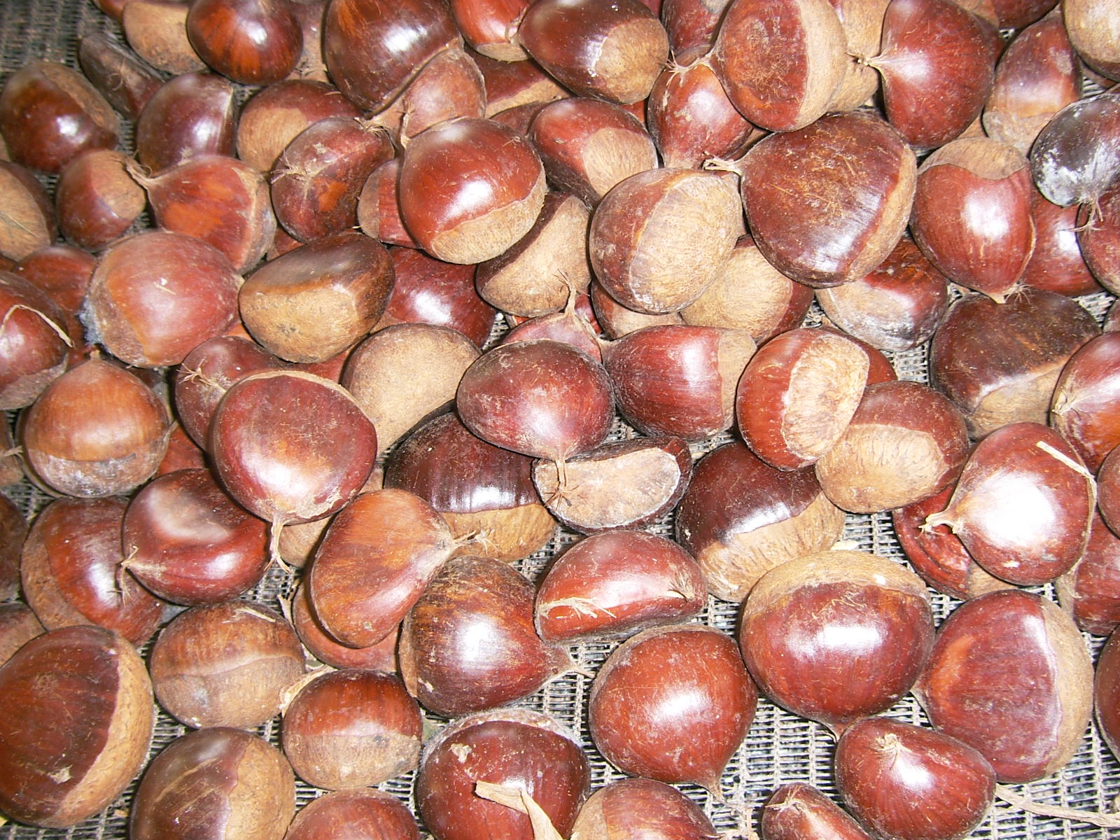 .: Castanheira e as castanhas