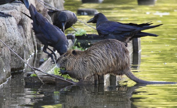 Zoos in Japan: Nutria: cute or disgusting?