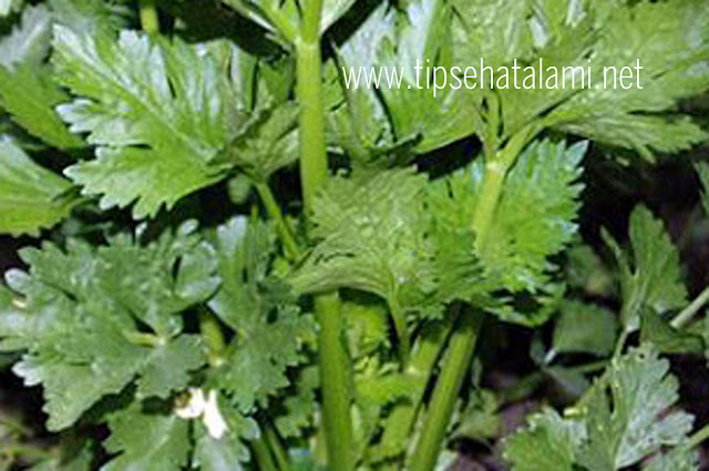 13 Manfaat dan Khasiat Tanaman Jenis Daun Seledri - Cara Sehat Alami ...