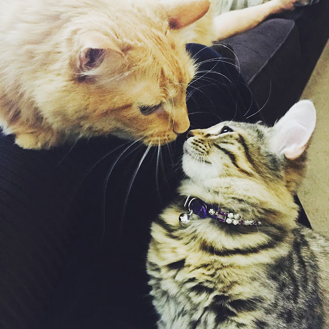 Airing My Laundry, One Post At A Time...: How To Earn The Respect Of A Cat