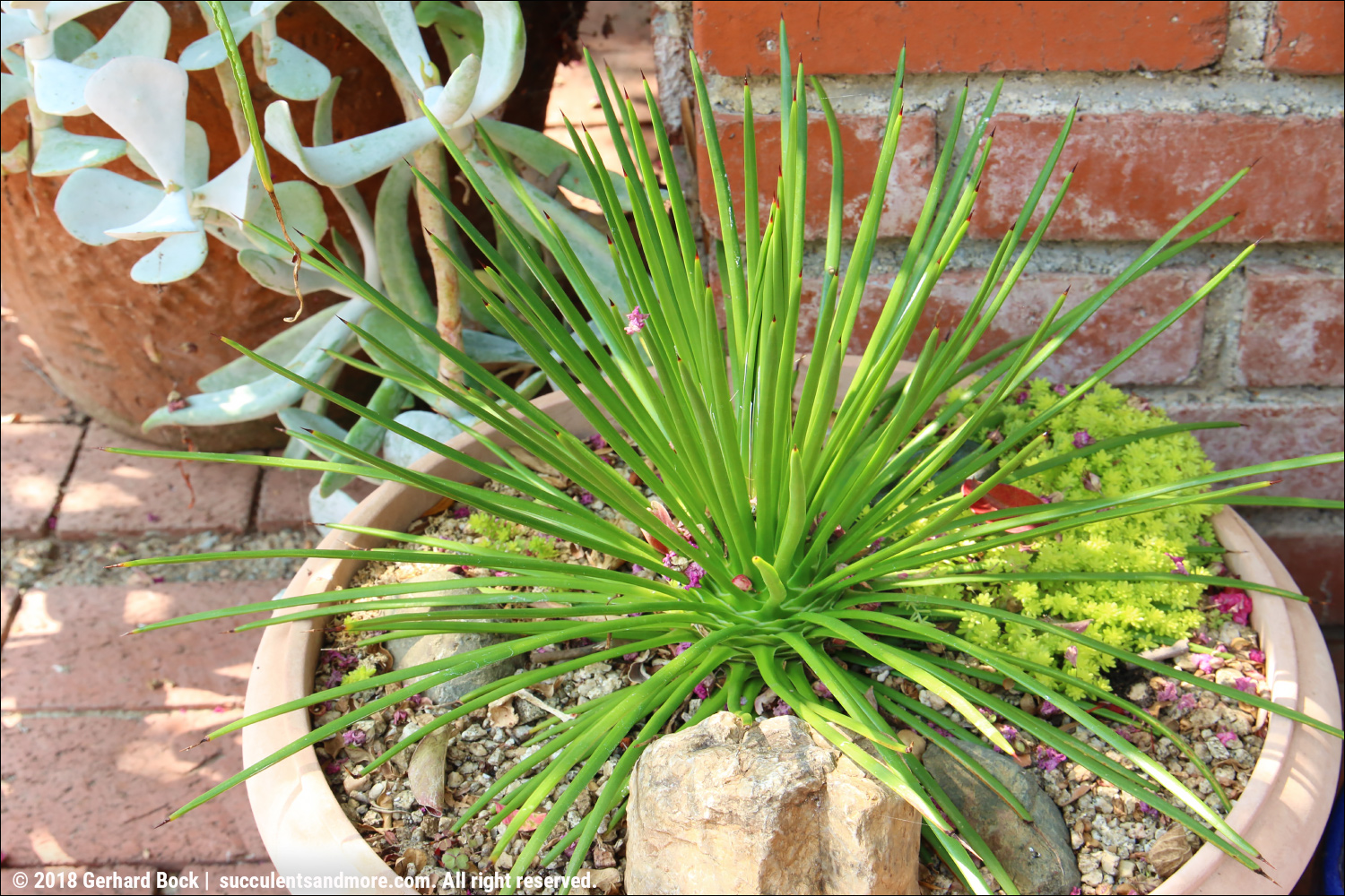 Around the world on 6,000 sq.ft.: Brian's miniature botanical garden