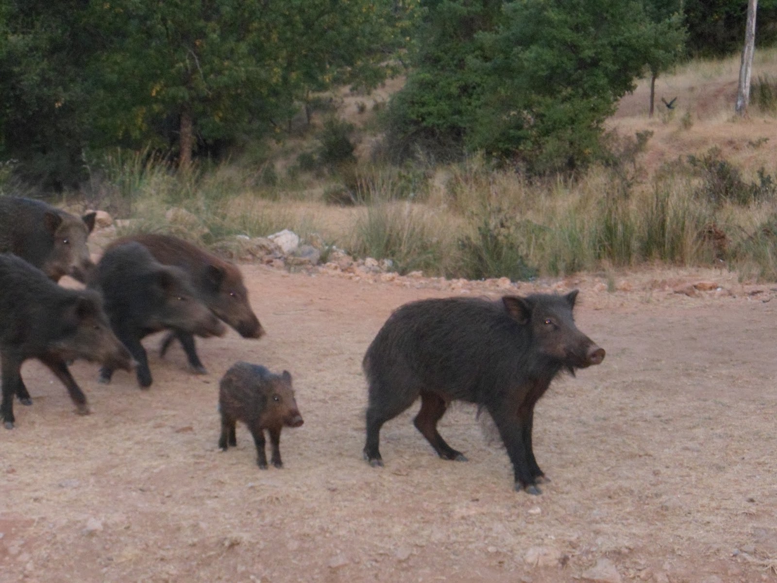El Brezal Marchito: Vacaciones por Cazorla