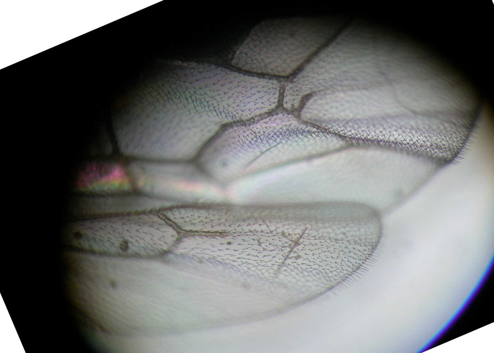 Yorkshire Ichneumons