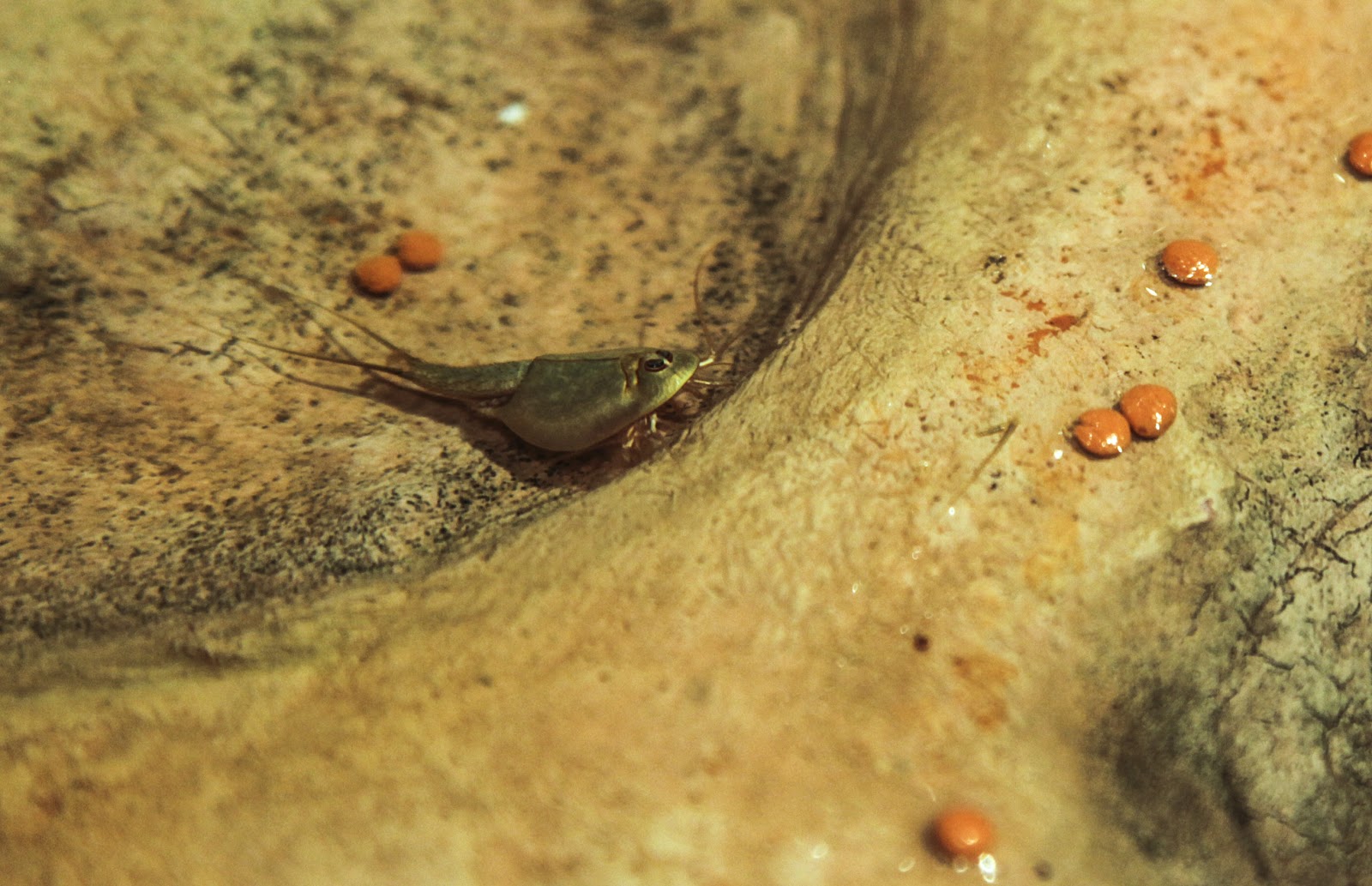 Walking Arizona: Triops