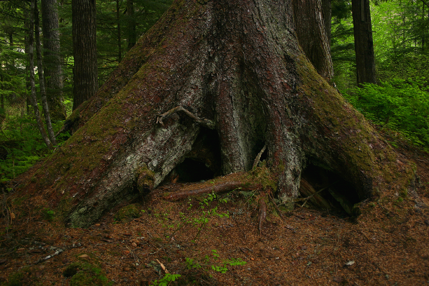 View topic - Swiftclan ~Open and Accepting~ - Chicken Smoothie