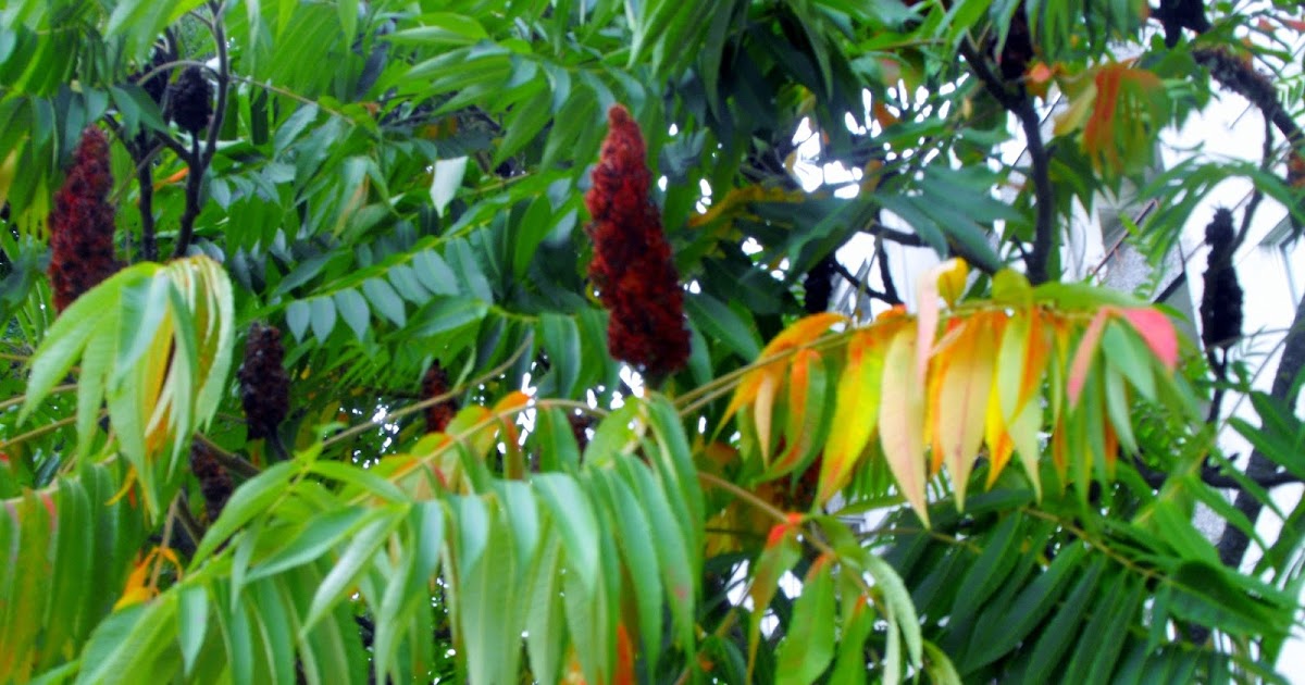 Eilės: "Muzikos garsai"