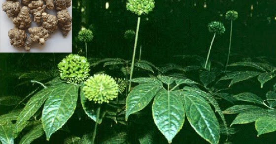 Notoginseng (Sanqi)-Panax notoginseng-Pseudoginseng-Radix Notoginseng