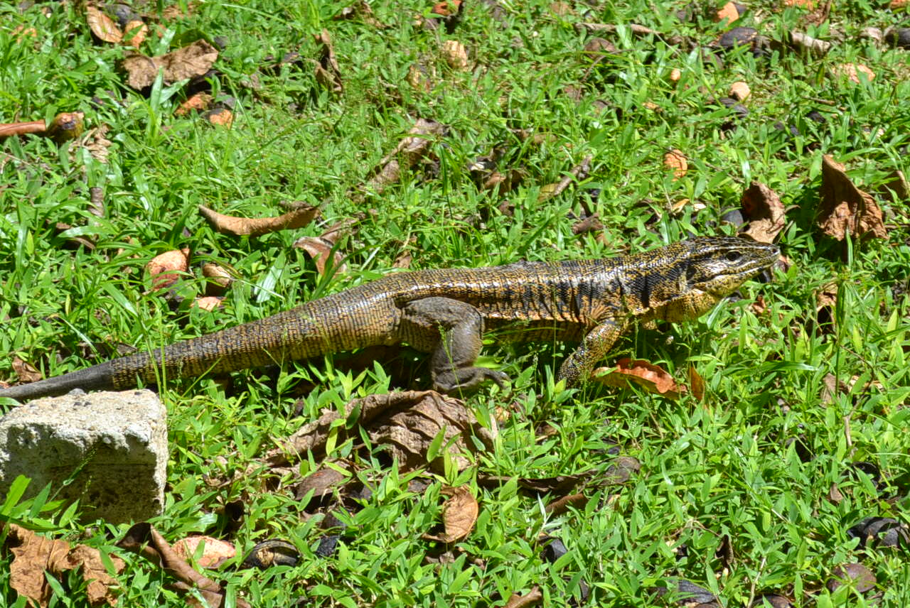 A LA DECOUVERTE DU PARADIS VERT: LE VARAN